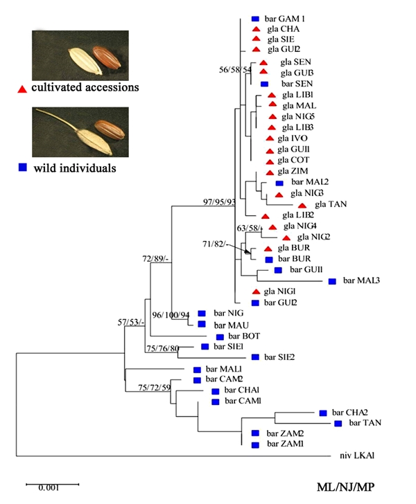 The Ge Laboratory, IBCAS